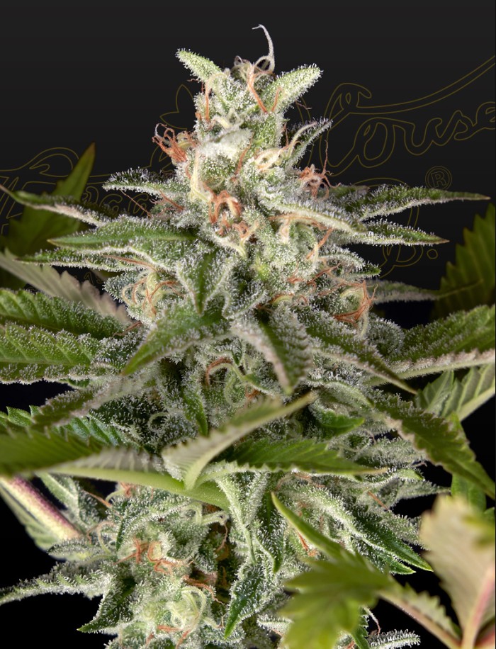 Feminised Cannabis Seeds - Green House Seed Company - Buy Cannabis ...