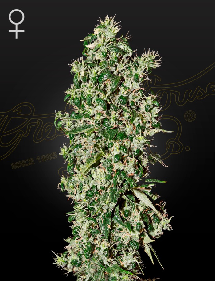 Feminised Cannabis Seeds - Green House Seed Company - Buy Cannabis Seeds Online