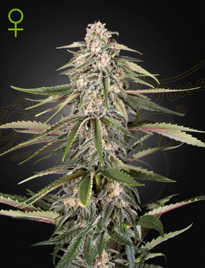 Feminised Cannabis Seeds - Green House Seed Company - Buy Cannabis ...